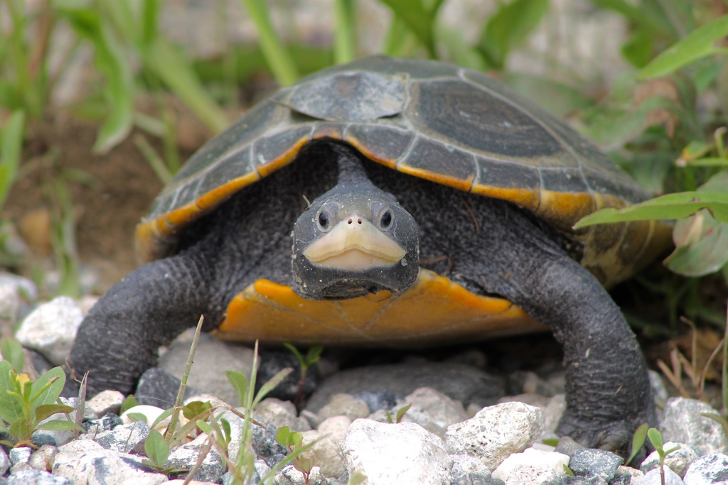 Northern Diamondback Terrapin (Malaclemys terrapin terrapin) - Marine ...