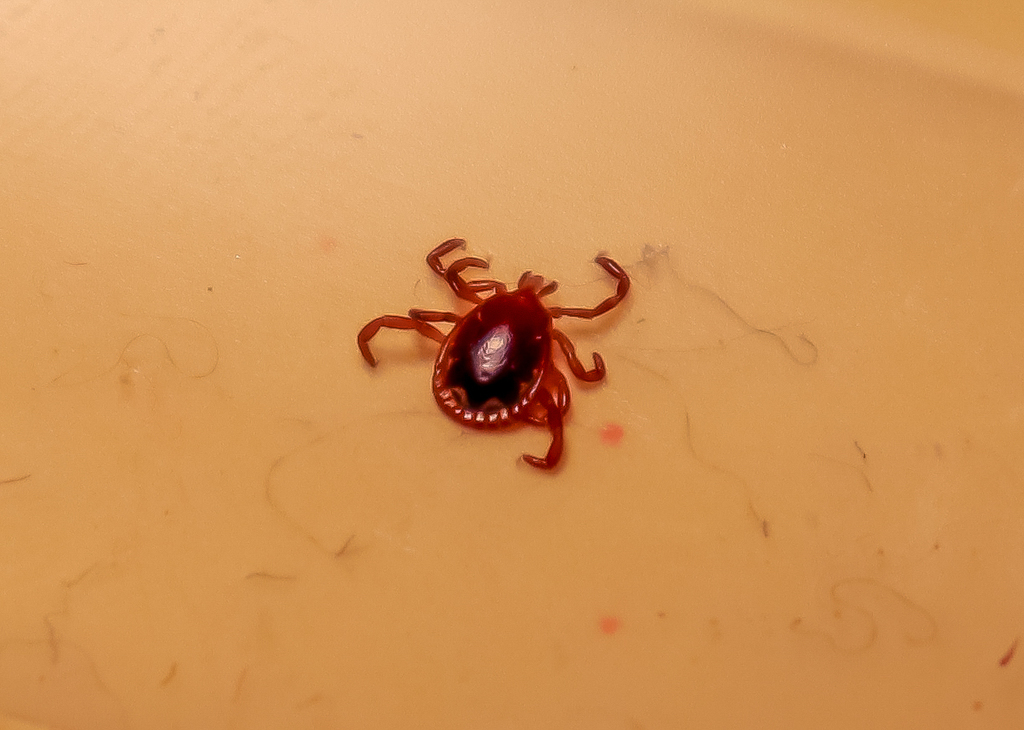Lone Star Tick from Stinchcomb Wildlife Refuge, Oklahoma City, OK, USA ...