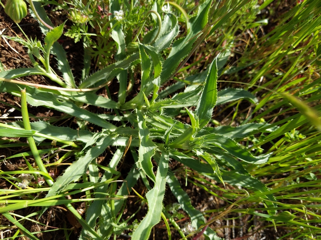 Delta Coyote-thistle from Clayton, CA 94517, USA on April 23, 2022 at ...
