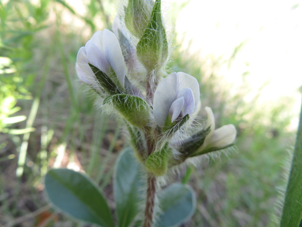 breadroot scurf pea from Lumsden No. 189, SK S0G, Canada on June 15 ...