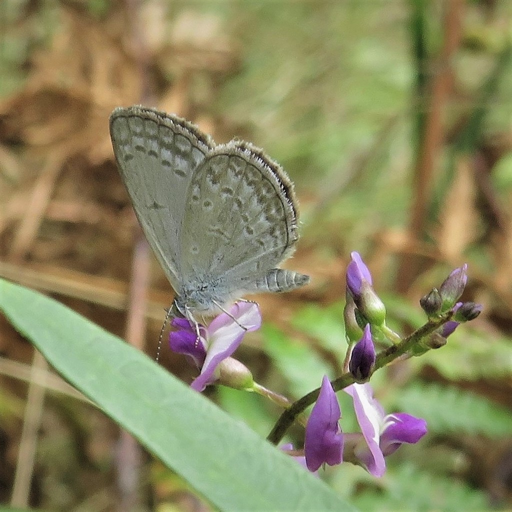 Lesser Grass Blue from Wallaga Lake NSW 2546, Australia on March 02 ...