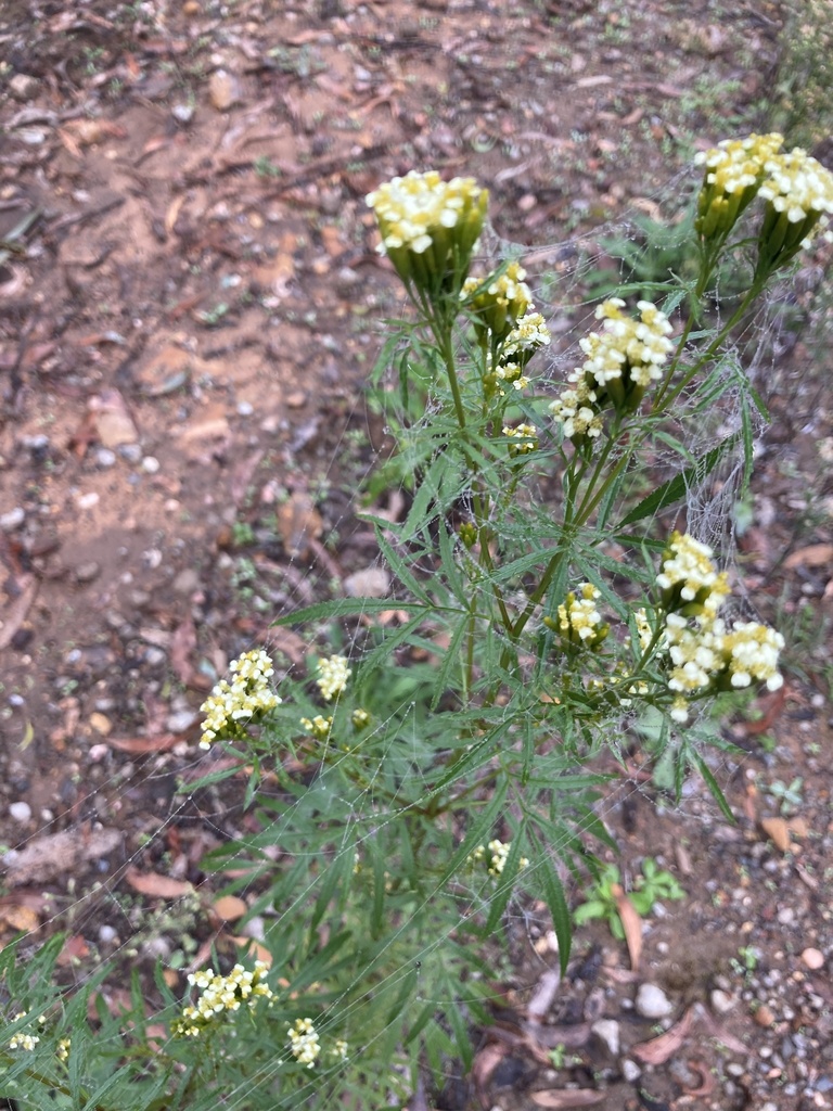 wild marigold from Canyonleigh, NSW, AU on April 24, 2022 at 08:52 AM ...