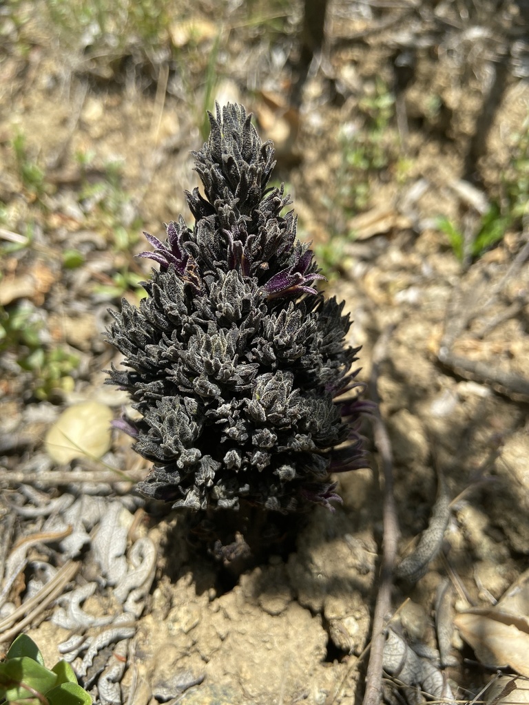 Chaparral Broomrape from Mount Diablo State Park, Contra Costa County ...