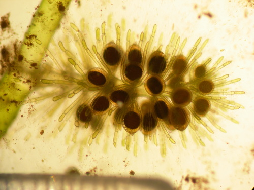 Variety Nitella gelatinifera afoliata · iNaturalist