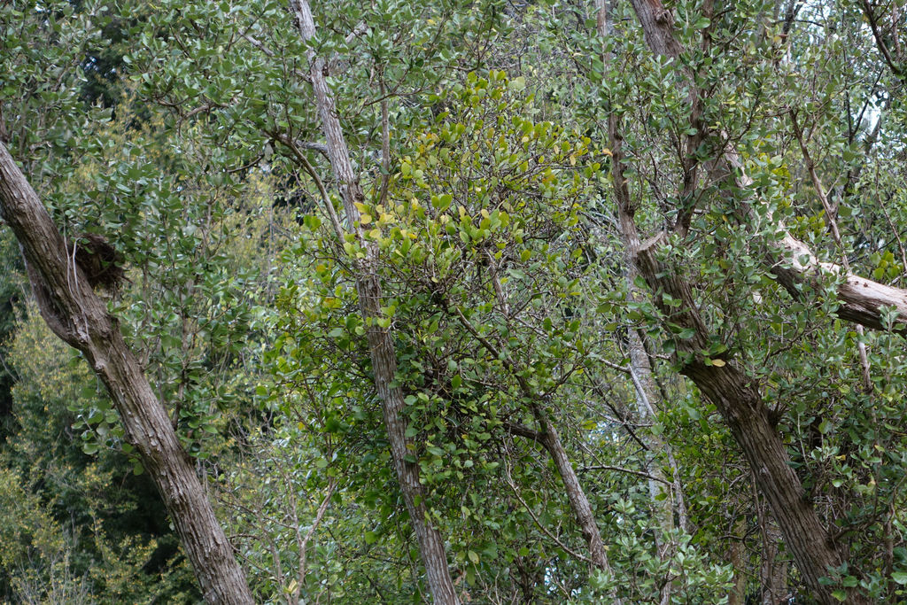 Green mistletoe in May 2015 by John Barkla. Hemiparasitic on planted ...