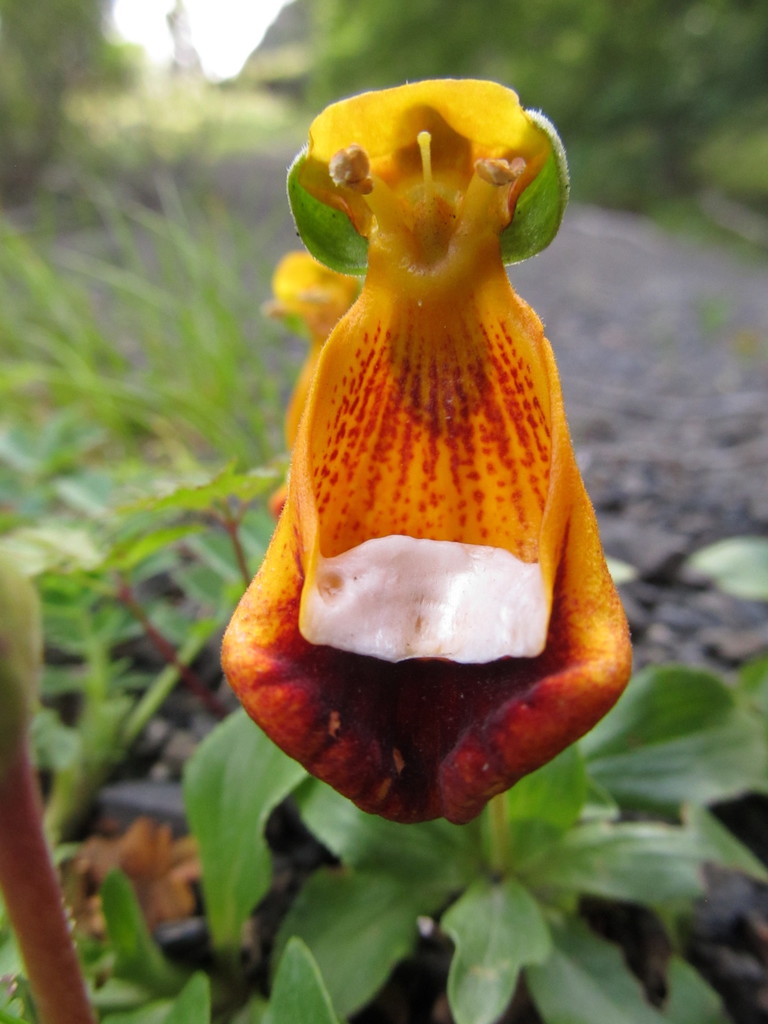 Darwin's Slipper from Lago Argentino Department, Santa Cruz Province ...