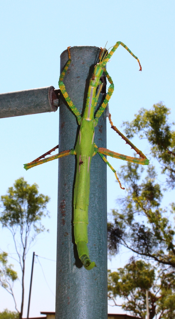 Darwin Stick Insect from Burke, AU-QL, AU on November 20, 2012 by Paula ...