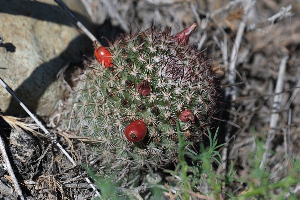 Peninsular fishhook cactus in April 2022 by Madeleine Claire · iNaturalist