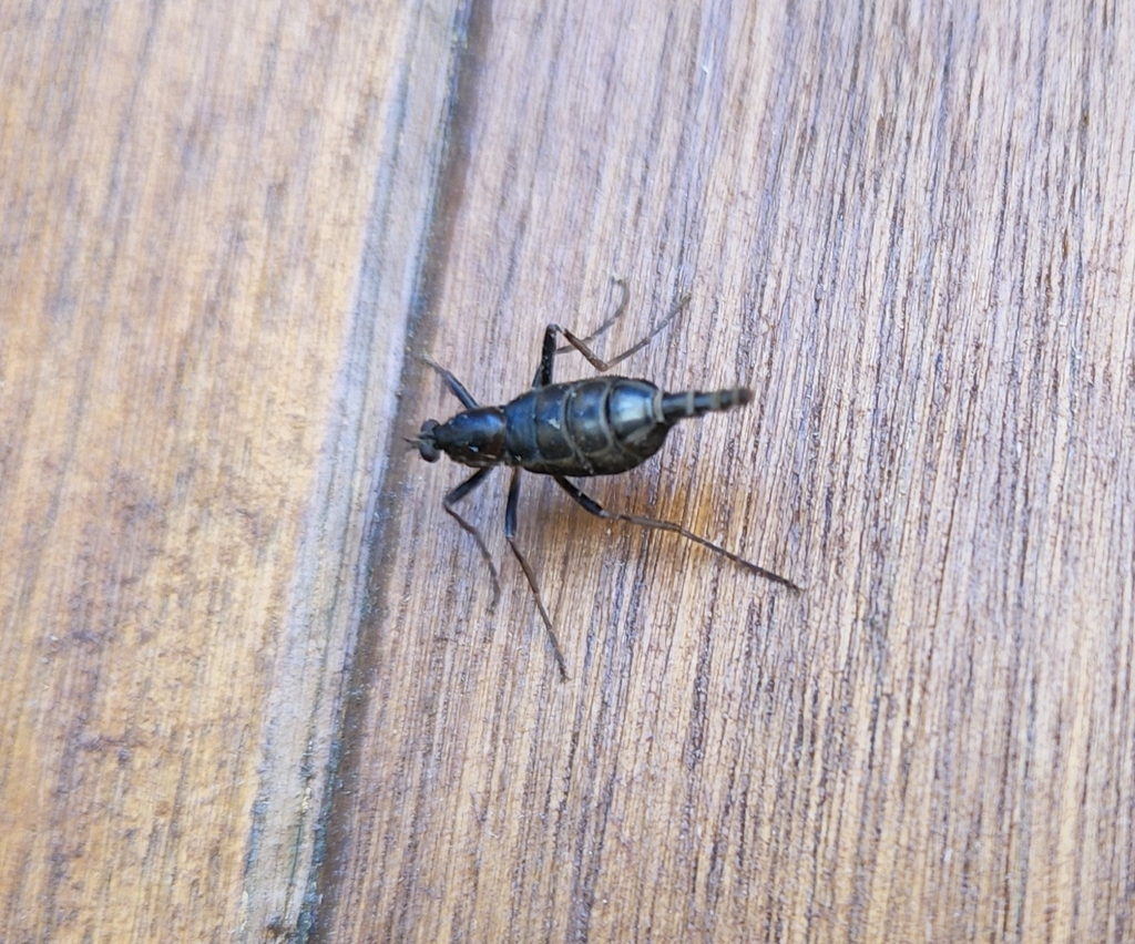 Wingless Soldier Flies from Parkdale VIC 3195, Australia on April 24 ...