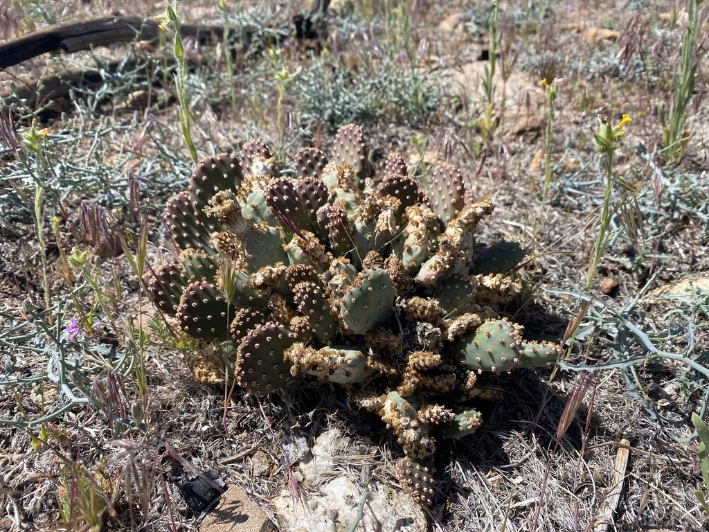 Short-joint Beavertail Pricklypear in April 2022 by Aaron Echols ...