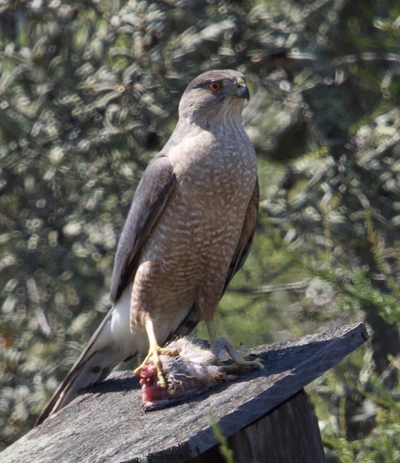 Cooper's Hawk from Edgewood Park & Natural Preserve, Woodside, CA, US ...