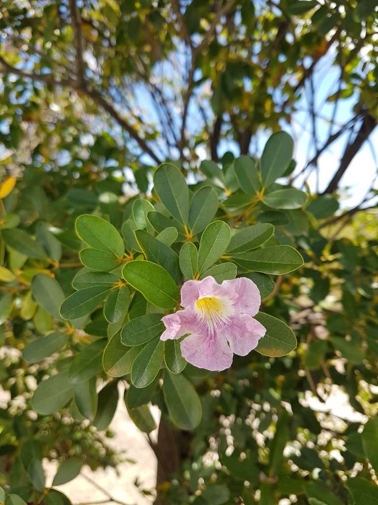 Pink Trumpet-tree from Blowing Point Ferry Terminal, Blowing Point ...