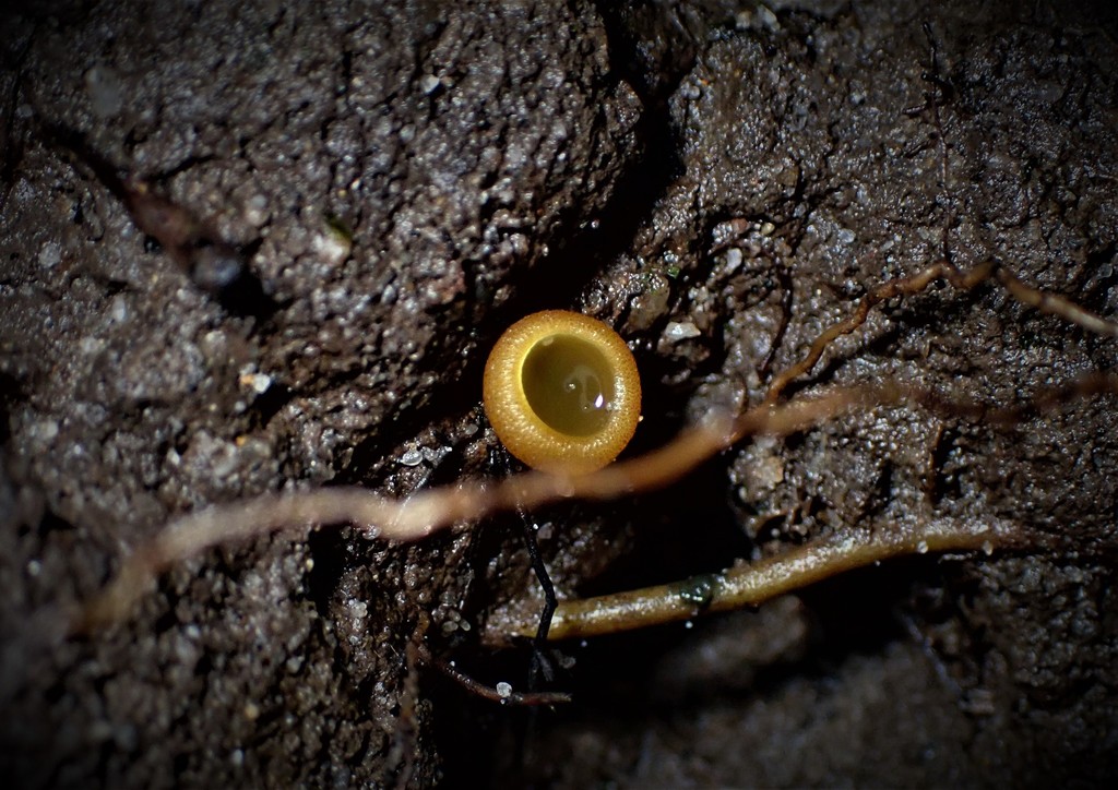 Aleurina ferruginea from Strickland Forest, Somersby NSW, Australia on ...