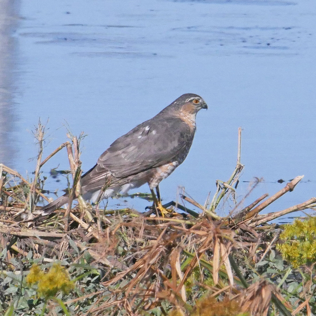 Sharp-shinned Hawk from Hornsby Bend, Austin, TX on November 28, 2021 ...