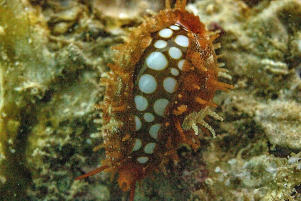 Sieve Cowry from Point Murat, Exmouth, WA, Australia on October 25 ...