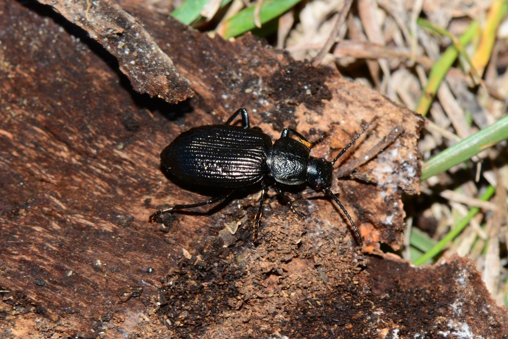 Adelium pustulosum from Wonthaggi VIC 3995, Australia on April 21, 2022 ...