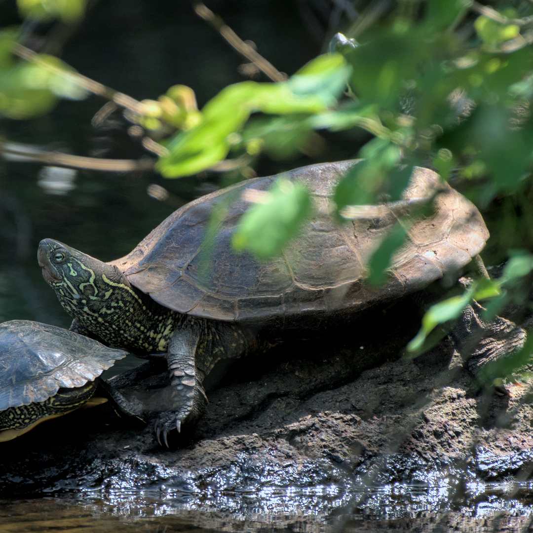 Mauremys reevesii (Gray, 1831)