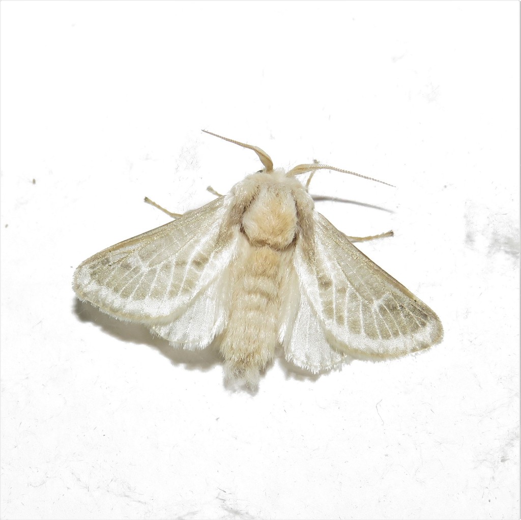 Doratifera pinguis from Wallaga Lake NSW 2546, Australia on February 28 ...