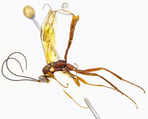 Lissonota fulva · iNaturalist