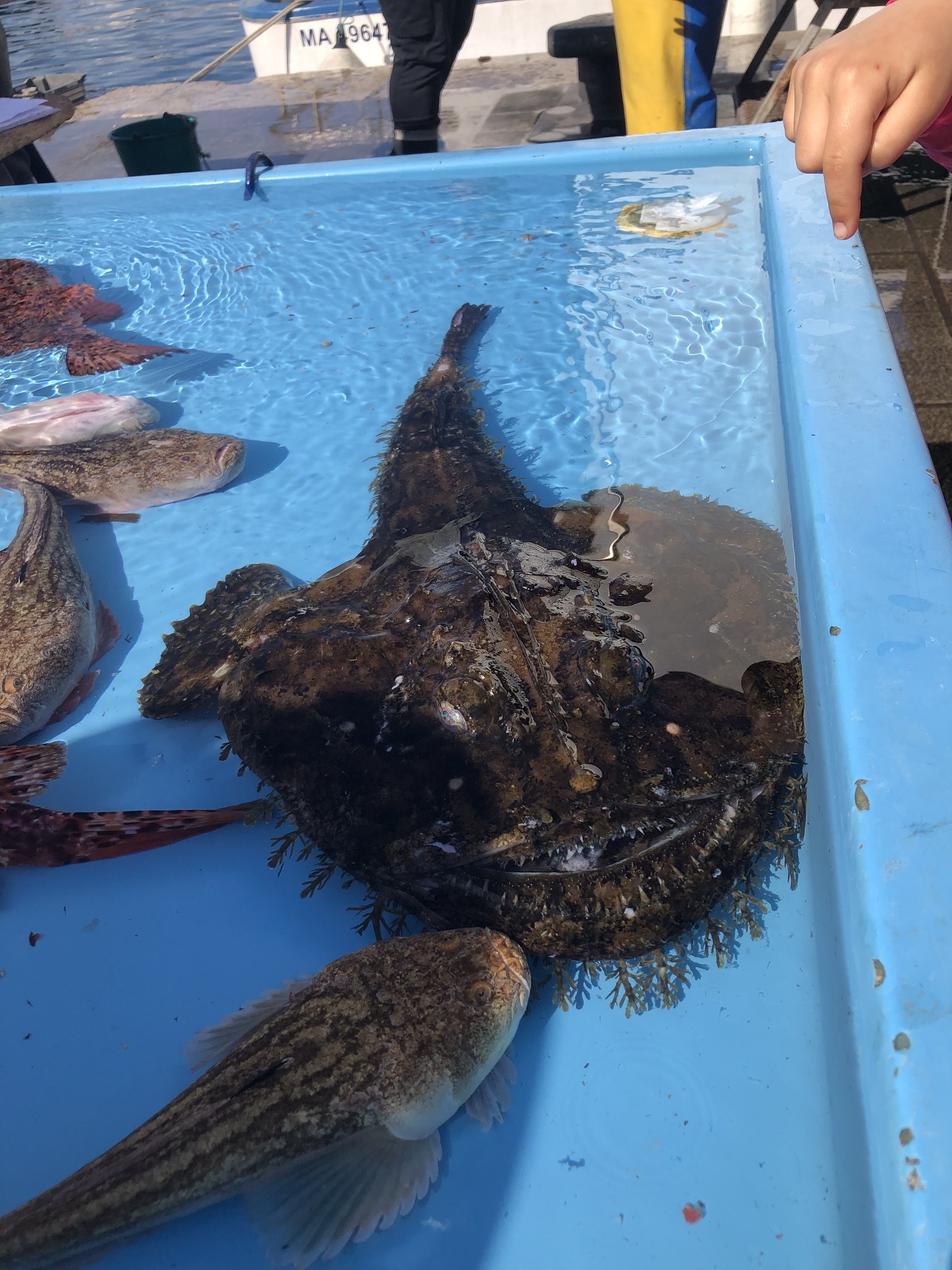 Lophius piscatorius Linnaeus, 1758