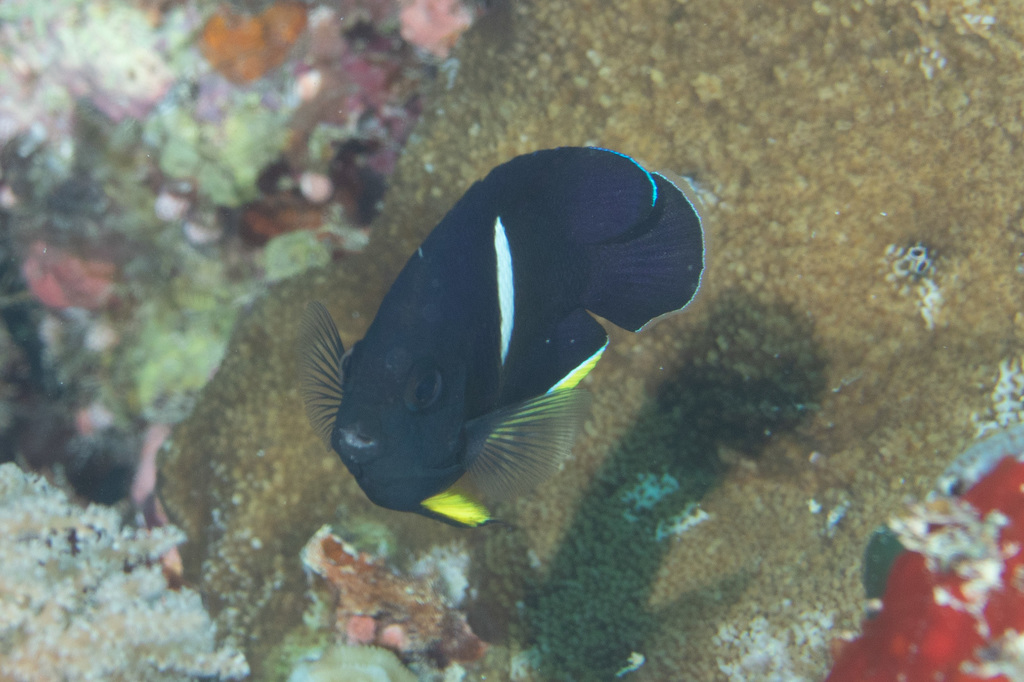 Keyhole Angelfish from Ngederrak Reef, Koror, Palau on April 10, 2022 ...