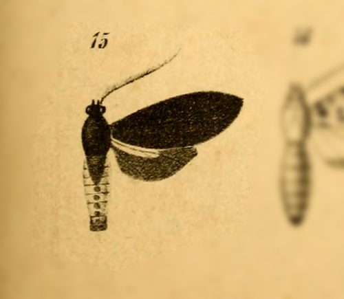 Aclytia bractea · iNaturalist