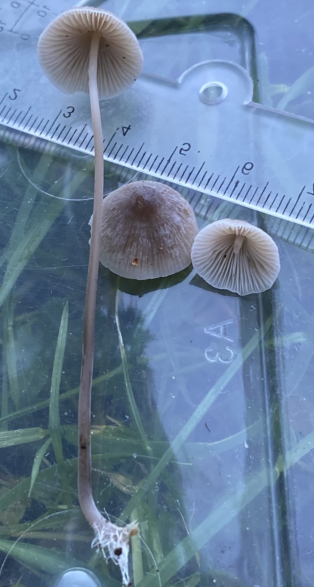 Mycena filopes (Bull.) P.Kumm.