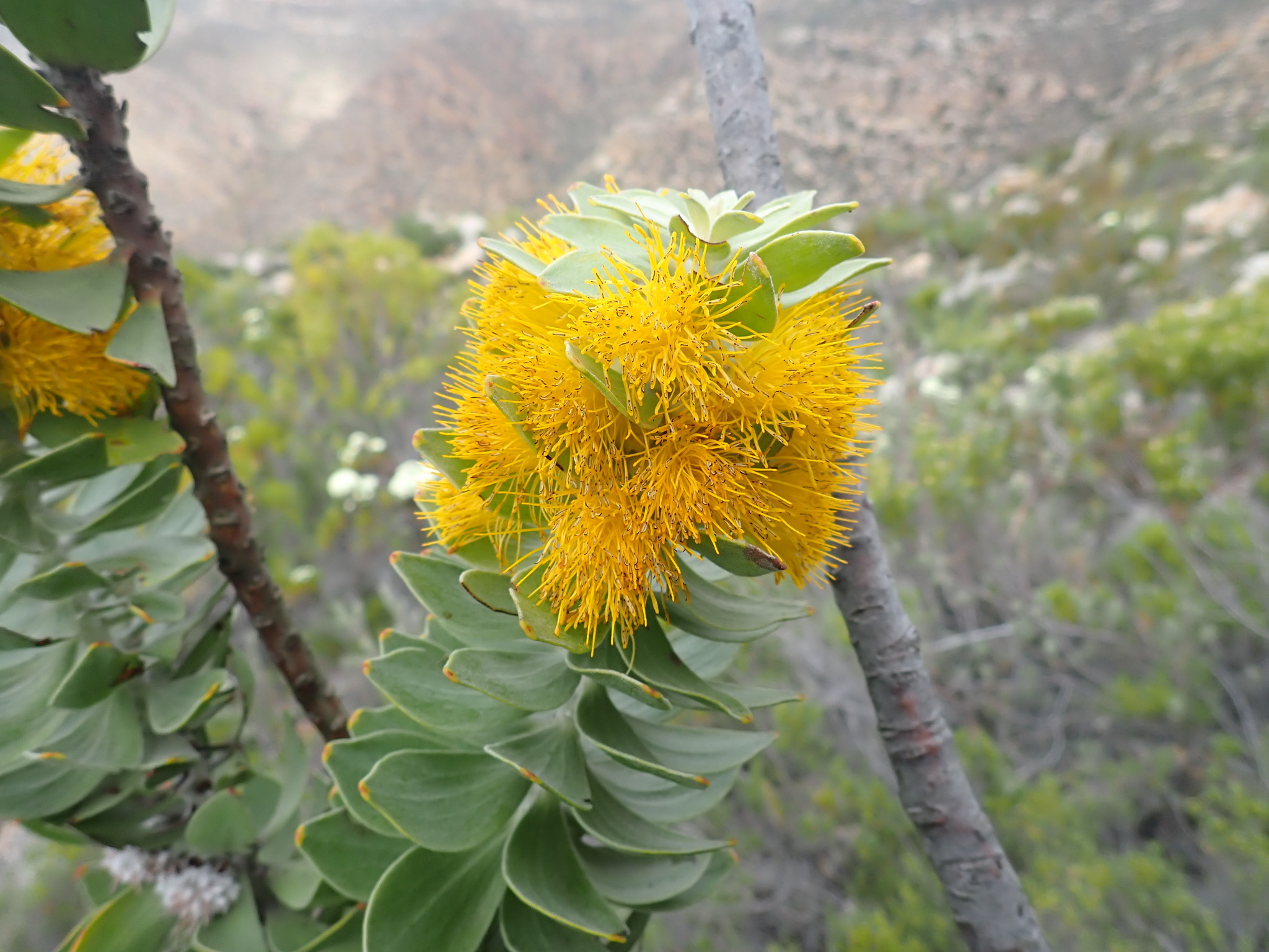 Mimetes chrysanthus Rourke