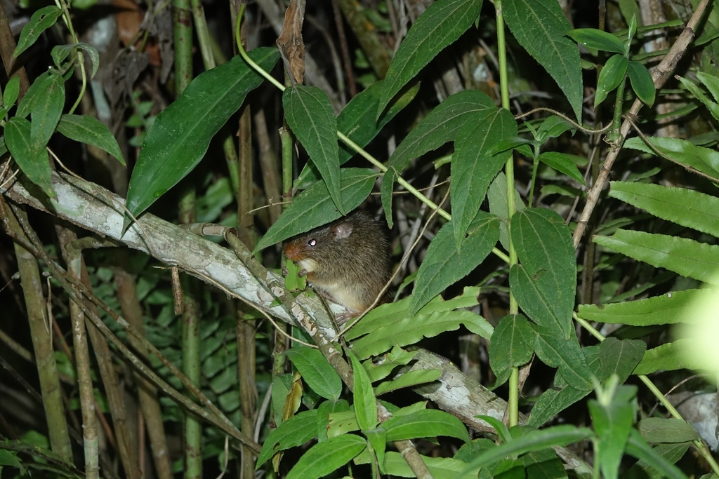 Common Rufous-nosed Rat from Lekie, Cameroon on April 20, 2022 at 08:36 ...
