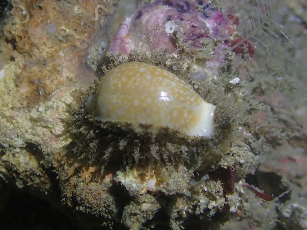 Naria miliaris from West, SG on April 24, 2022 at 08:50 AM by Tsu Soo ...