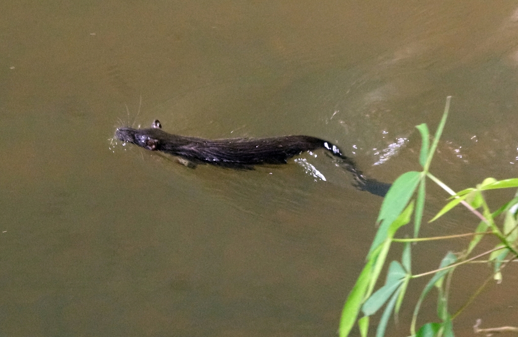 Ottershrews (Potamogalidae) - Know Your Mammals
