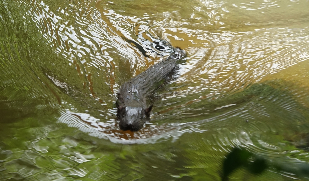 Ottershrews (Potamogalidae) - Know Your Mammals