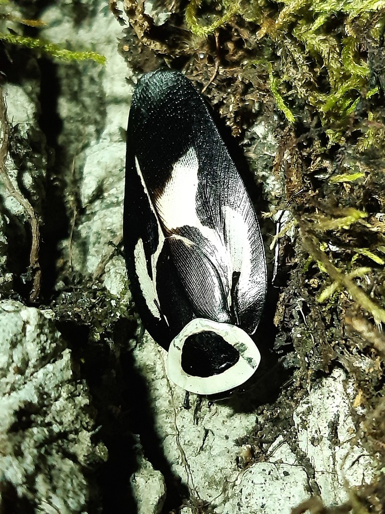 Giant Cockroaches from Thanh Vân, Quản Bạ, Hà Giang, Вьетнам on April ...