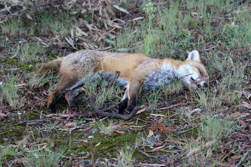 Red Fox from Macarthur, Tuggeranong, ACT, Australia on April 24, 2022 ...