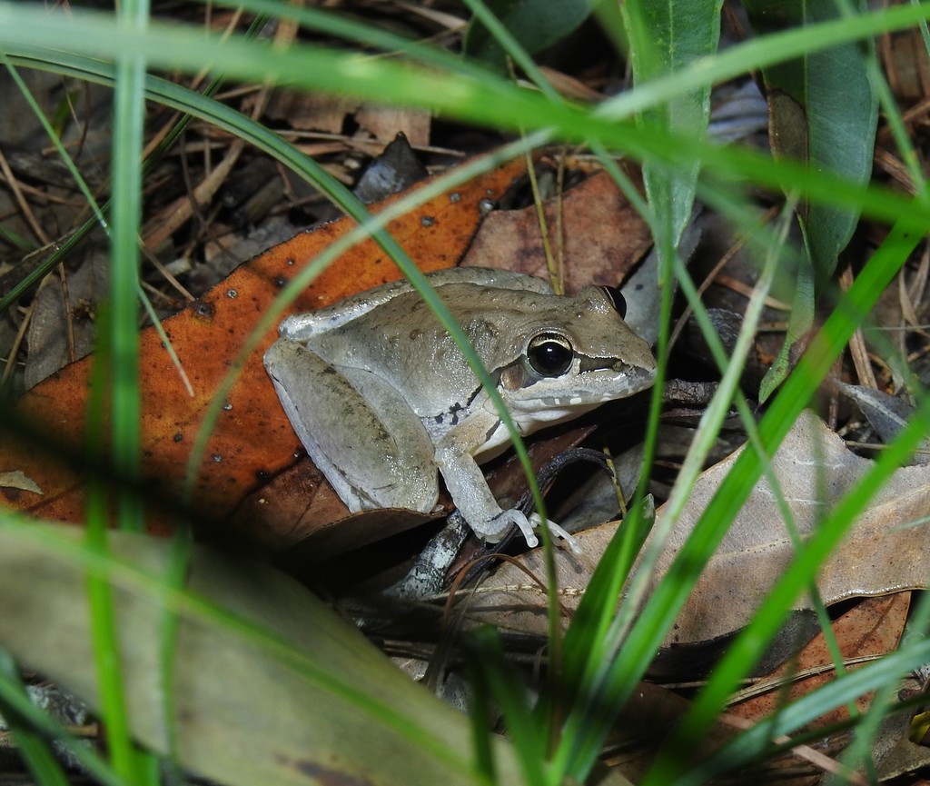 Broad-palmed Frog from Talegalla Weir QLD 4650, Australia on April 24 ...