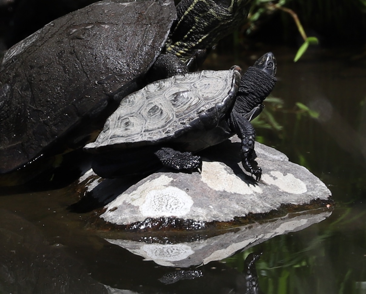 Mauremys reevesii (Gray, 1831)