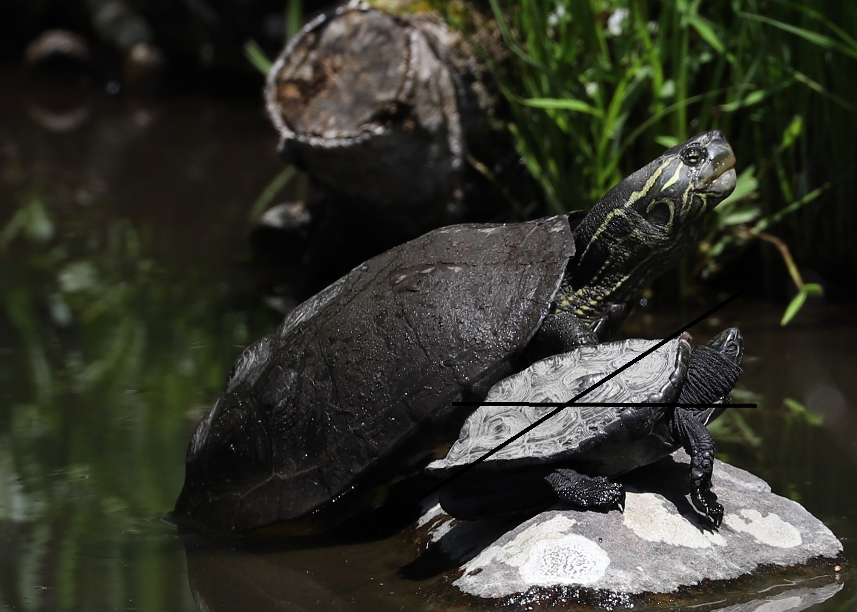 Mauremys reevesii (Gray, 1831)