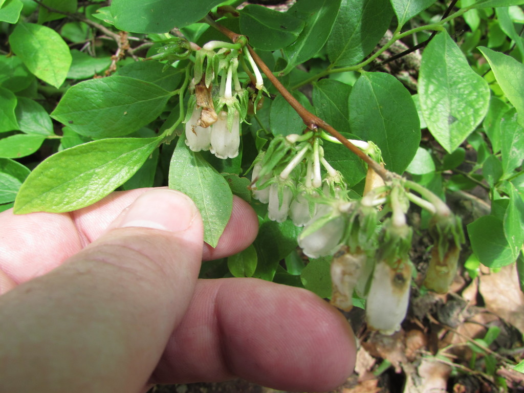 black huckleberry from Pennsylvania, United States on June 02, 2018 at ...