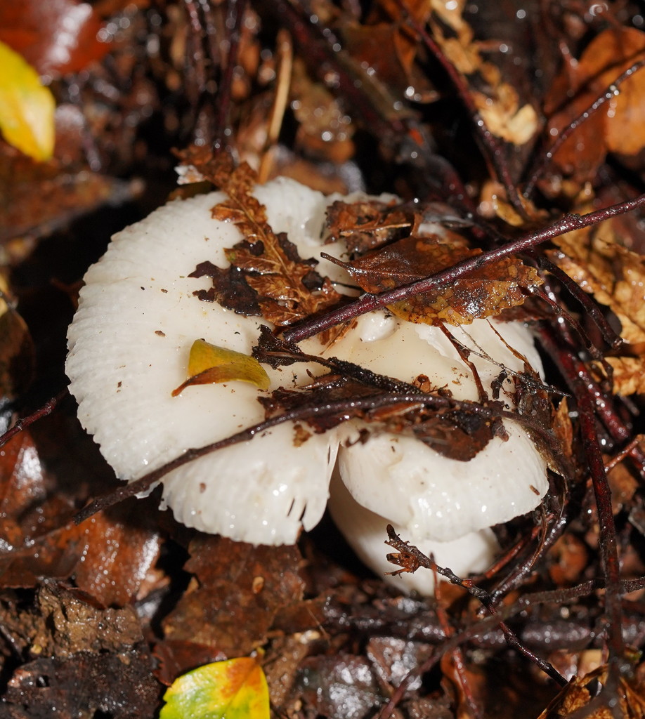 brittlegills from Balook VIC 3971, Australia on April 22, 2022 at 11:12 ...
