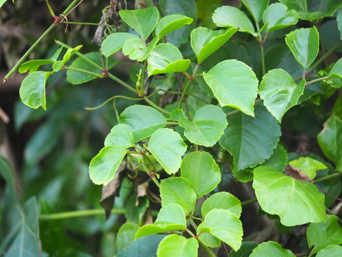 Causonis maritima · iNaturalist