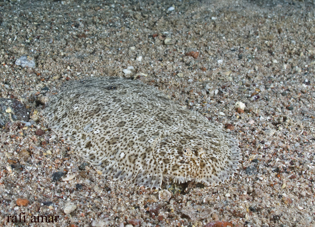 Red Sea Moses Sole (Pardachirus marmoratus) - Marine Life Identification