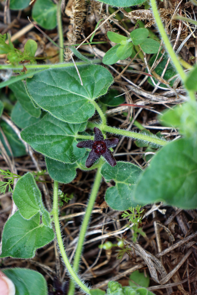 Star Milkvine from Collin, Texas, United States on April 23, 2022 at 09 ...
