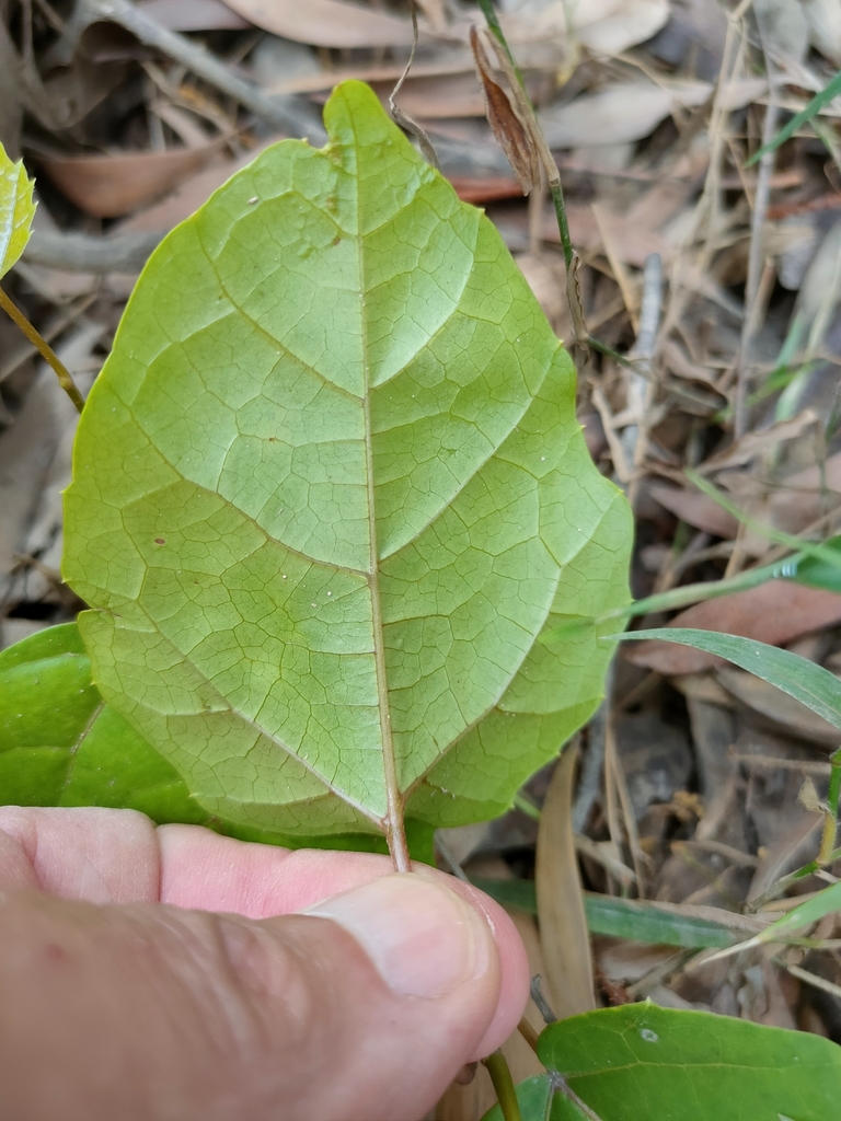 Kangaroo Vine from St Mary QLD 4650, Australia on April 24, 2022 at 03: ...