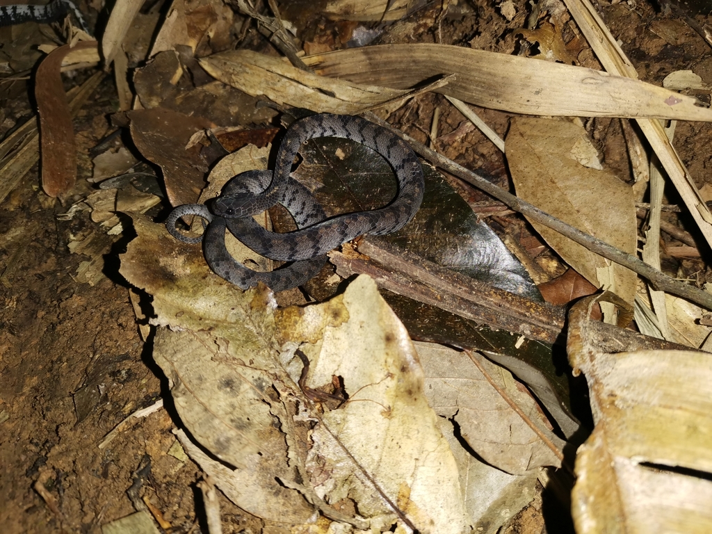 Smooth Slug Snake in April 2022 by Wich'yanan L · iNaturalist