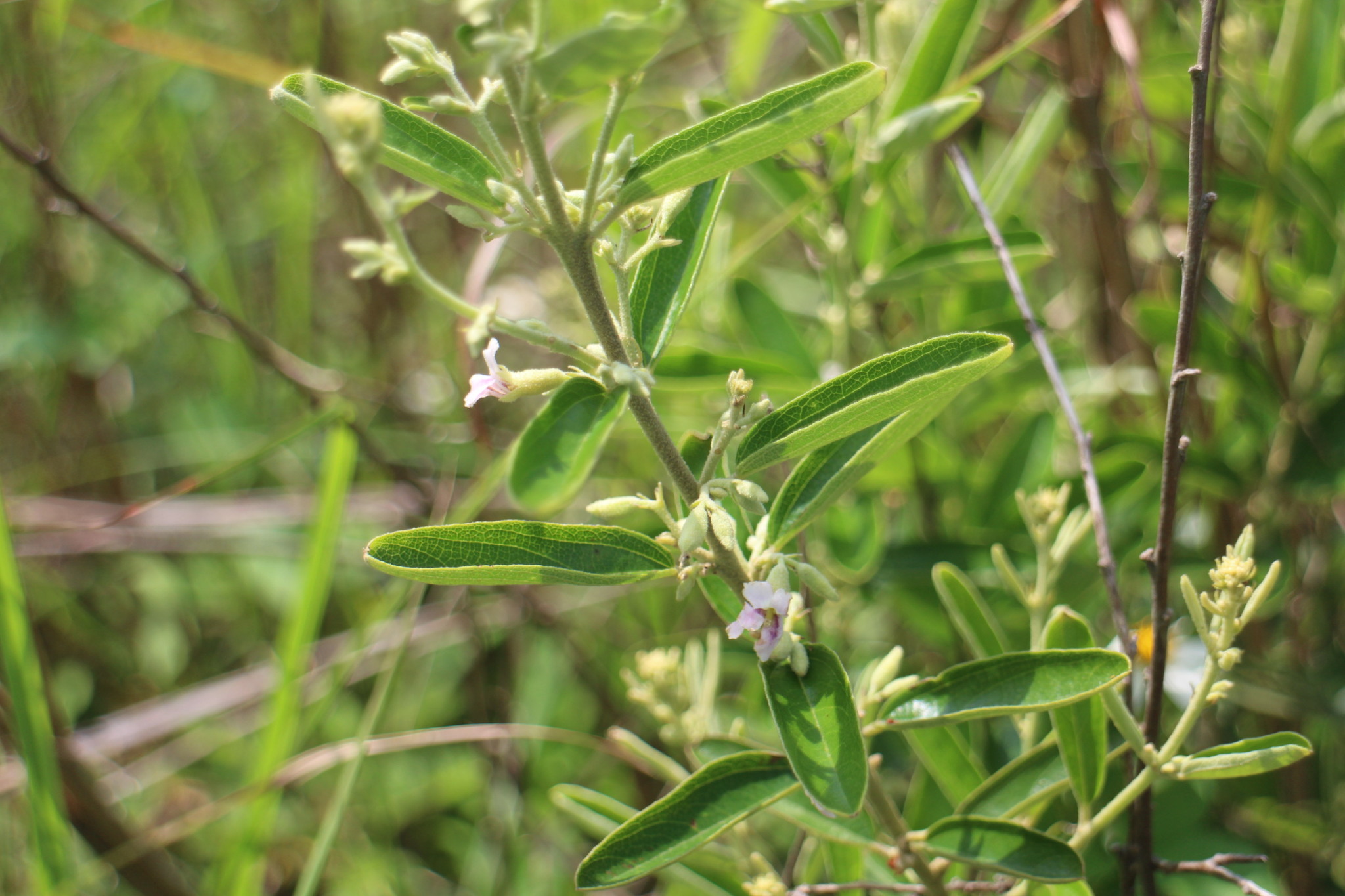 Helicteres angustifolia L.