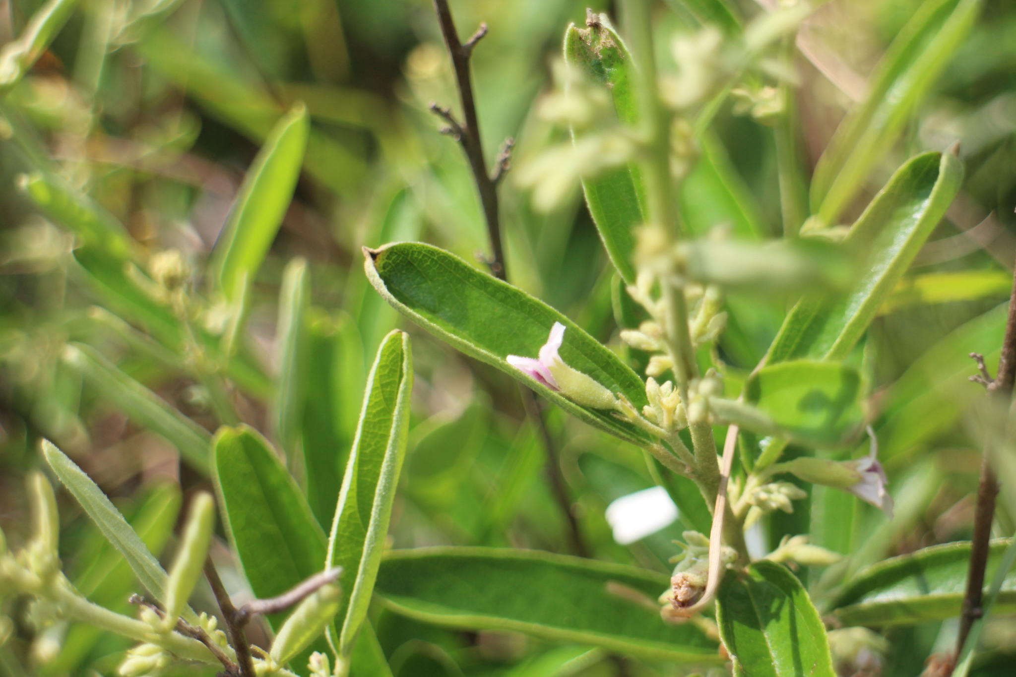 Helicteres angustifolia L.