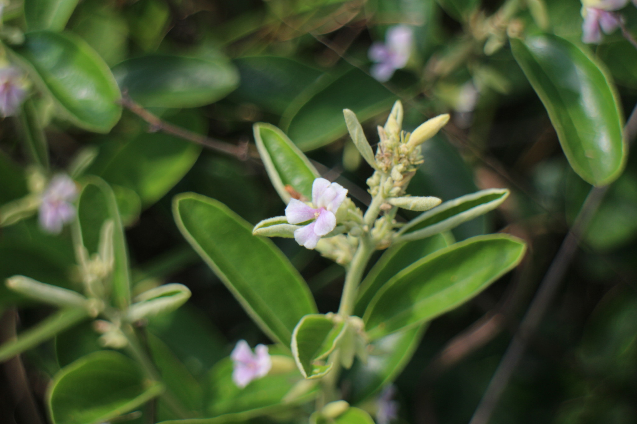 Helicteres angustifolia L.