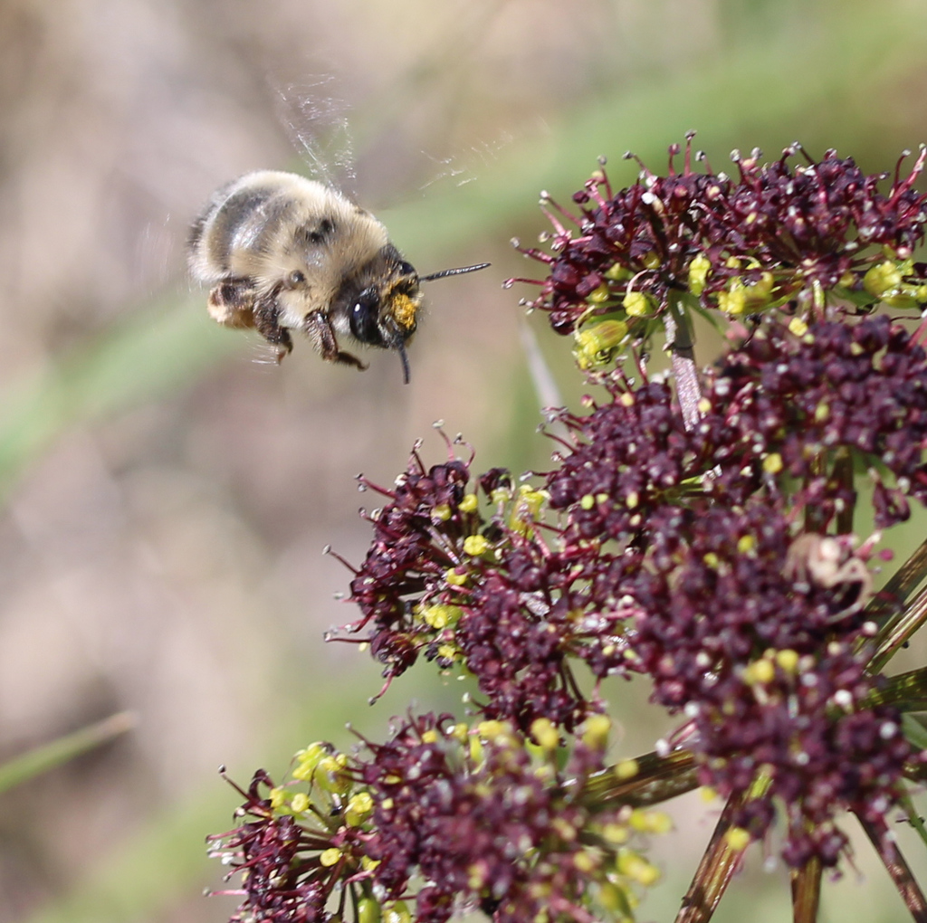 Ashy Digger Bee from Vernon, BC, Canada on April 23, 2022 at 12:55 PM ...