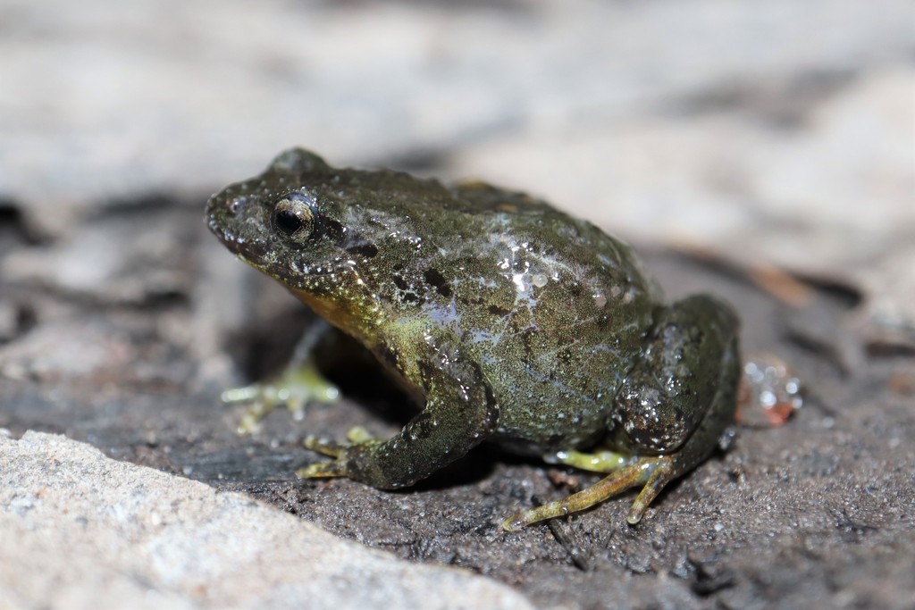 Otway Smooth Frog from Lorne VIC 3232, Australia on April 24, 2022 at ...