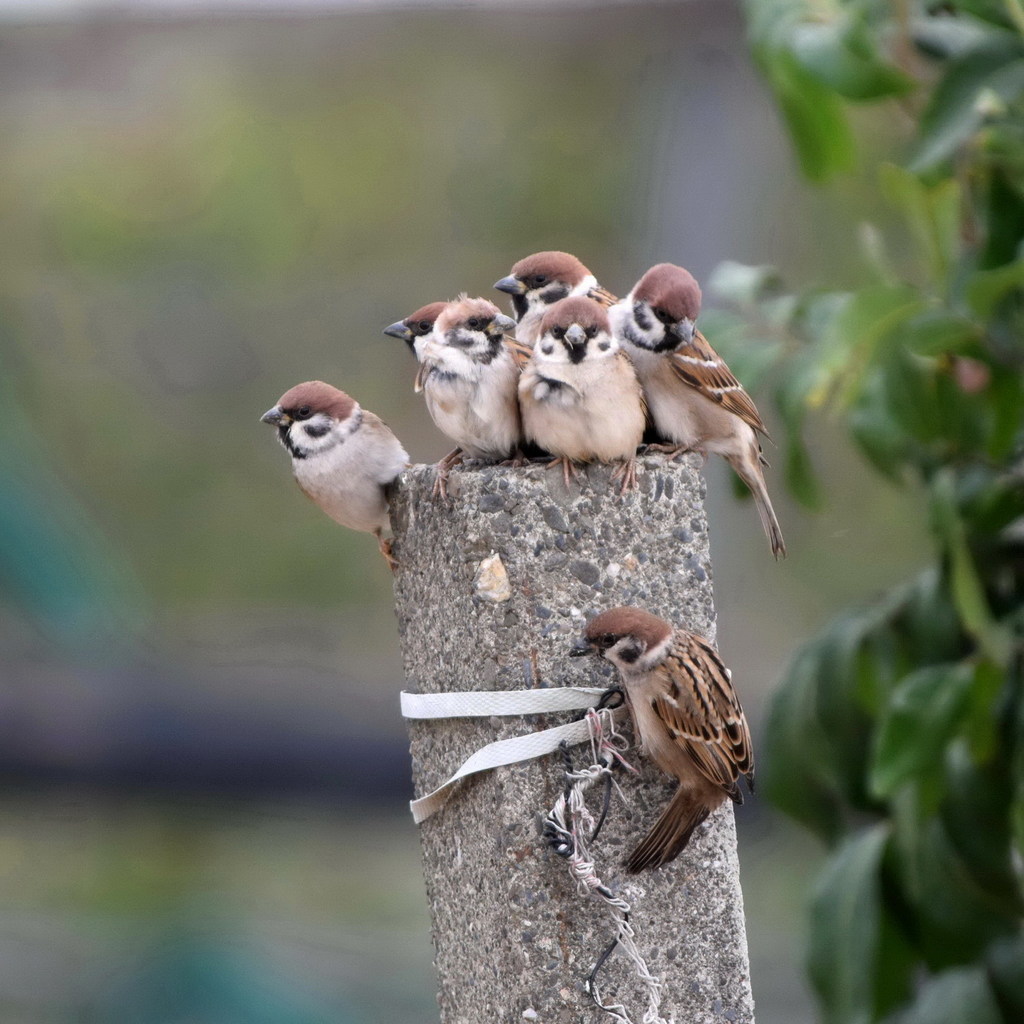 Eurasian Tree Sparrow from Tainan, TW-TN-TI, TW on December 27, 2014 by ...